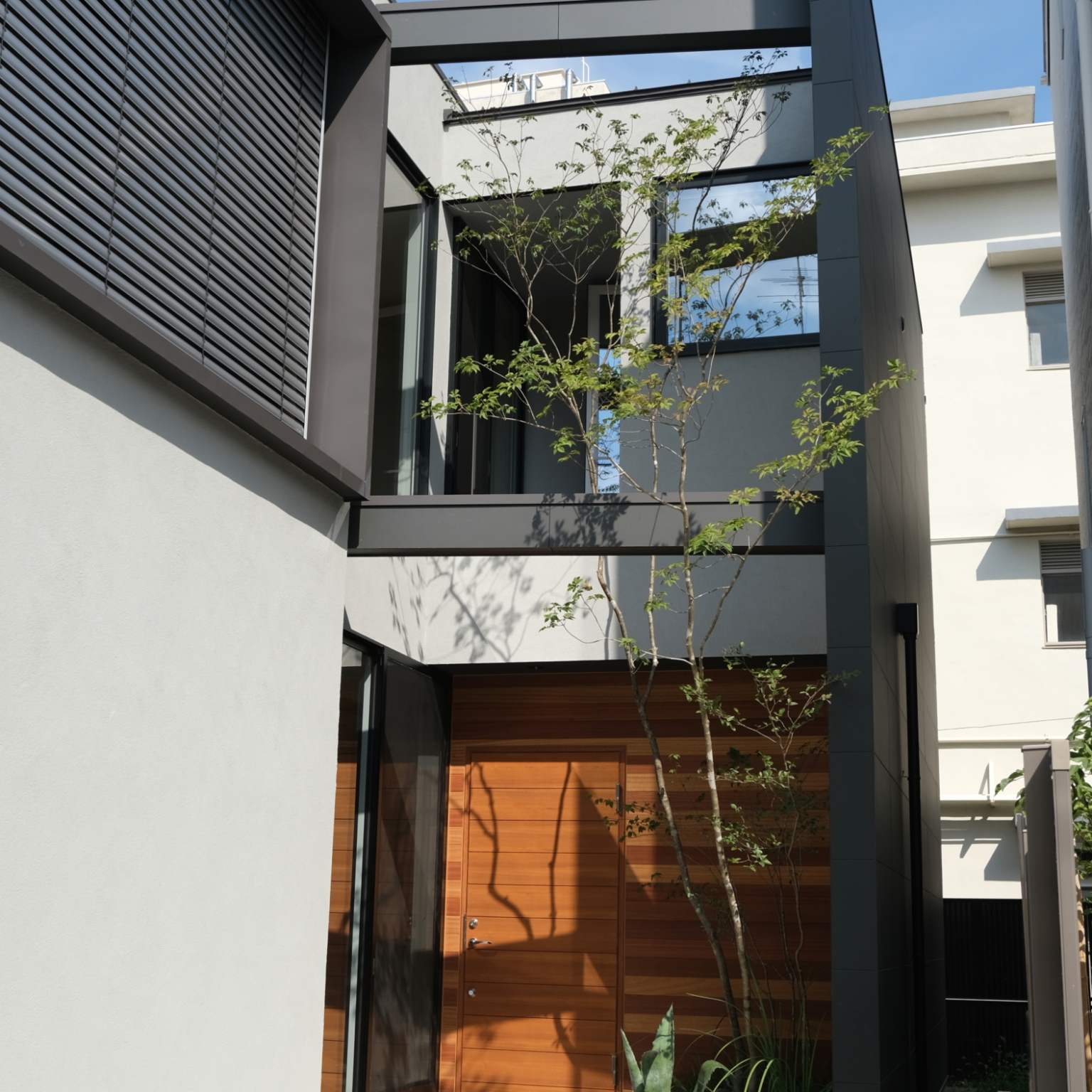 アオダモ/Fraxinus lanuginosa - the ROOTs design studio