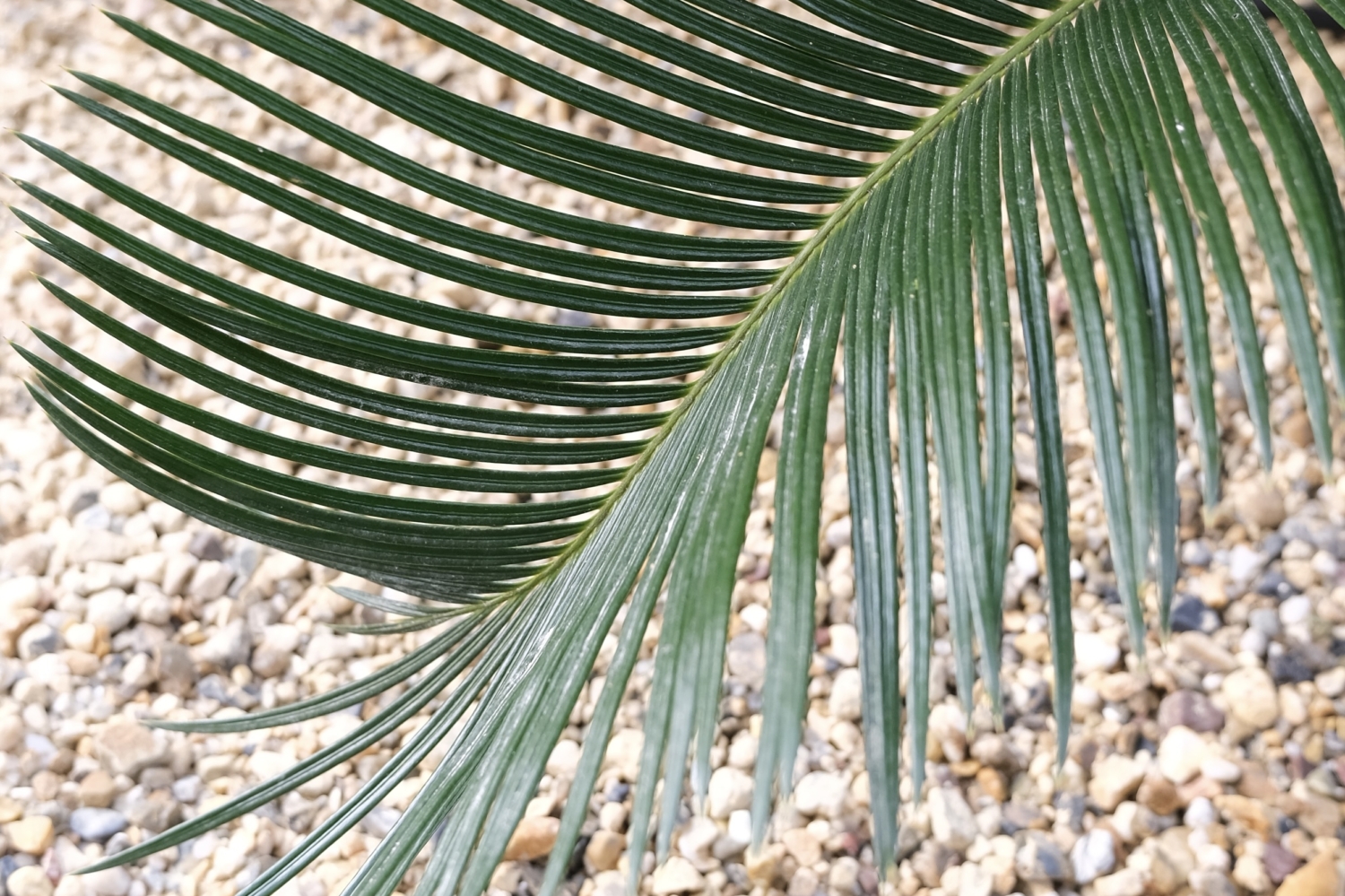 ソテツ/Cycas revoluta - the ROOTs design studio