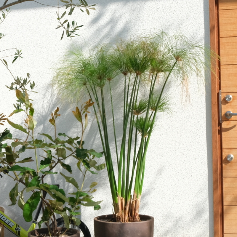 カミガヤツリ(パピルス) /Cyperus papyrus - the ROOTs design studio